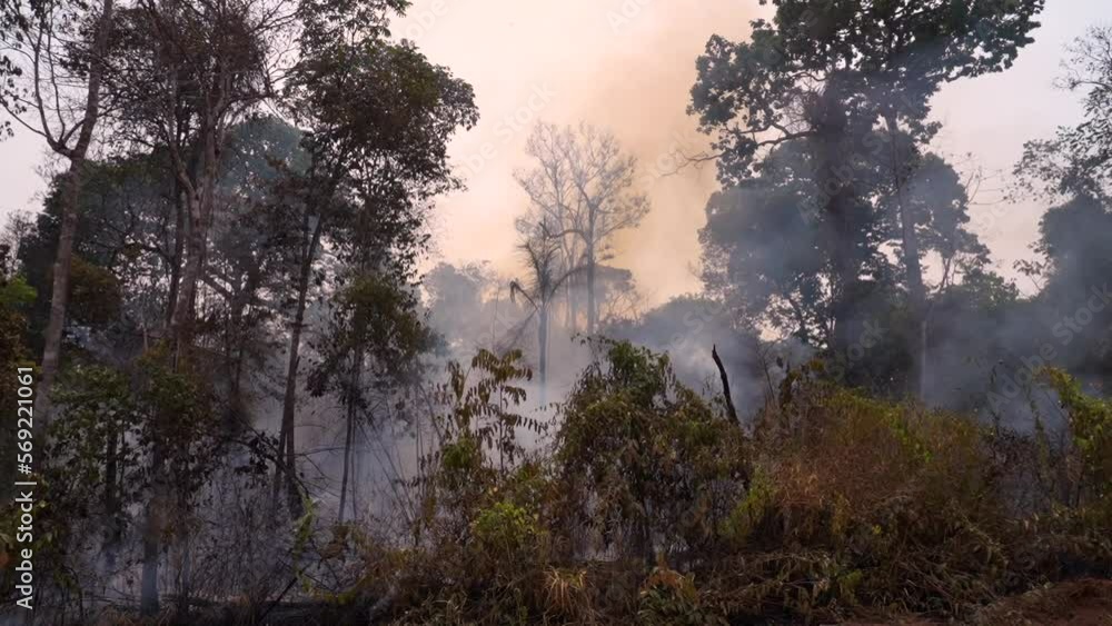 Amazon rainforest trees on fire with smoke in illegal deforestation to ...