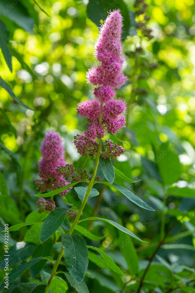 Pink flower spike of rose spirea, Spiraea douglasii, also known as ...