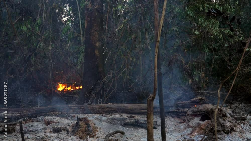 Vídeo do Stock: Amazon rainforest trees on fire with smoke in illegal ...