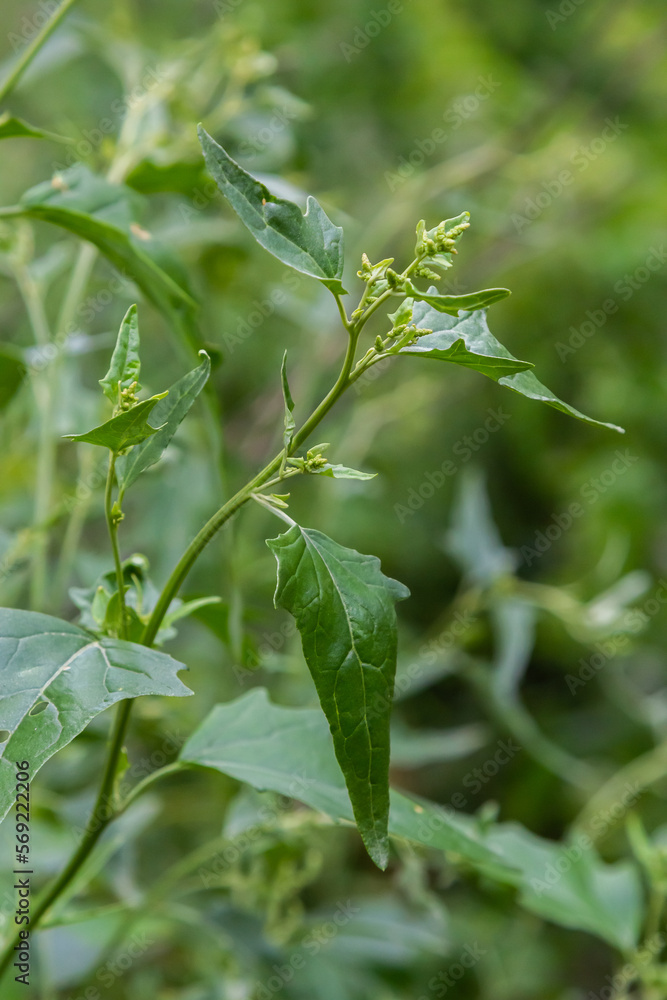 Close up of Common Orache plant Atriplex patula. Common Orache or ...