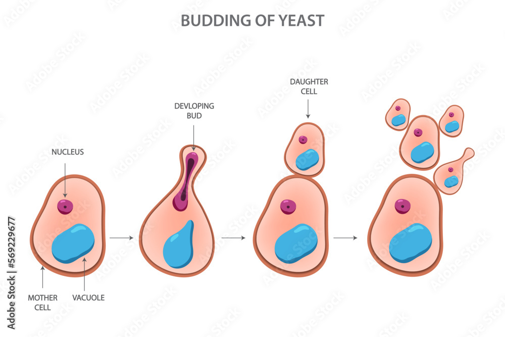 Budding Of Yeast Asexual Reproduction Of Yeast Cell Stock Vector Adobe Stock