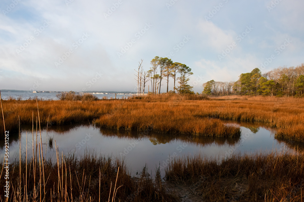 Climate change and the rising table of salt water are killing loblolly pine and other trees ...