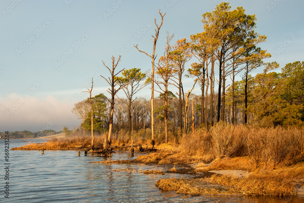the rising table of salt water are killing loblolly pine and other ...