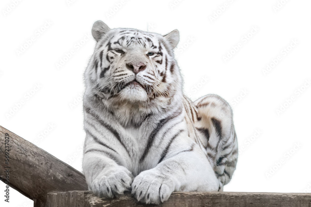 White tiger on transparent background, isolated Stock Photo | Adobe Stock