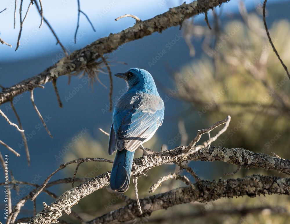 Chara azul pecho gris de espalda sobre un árbol en la montaña Stock ...