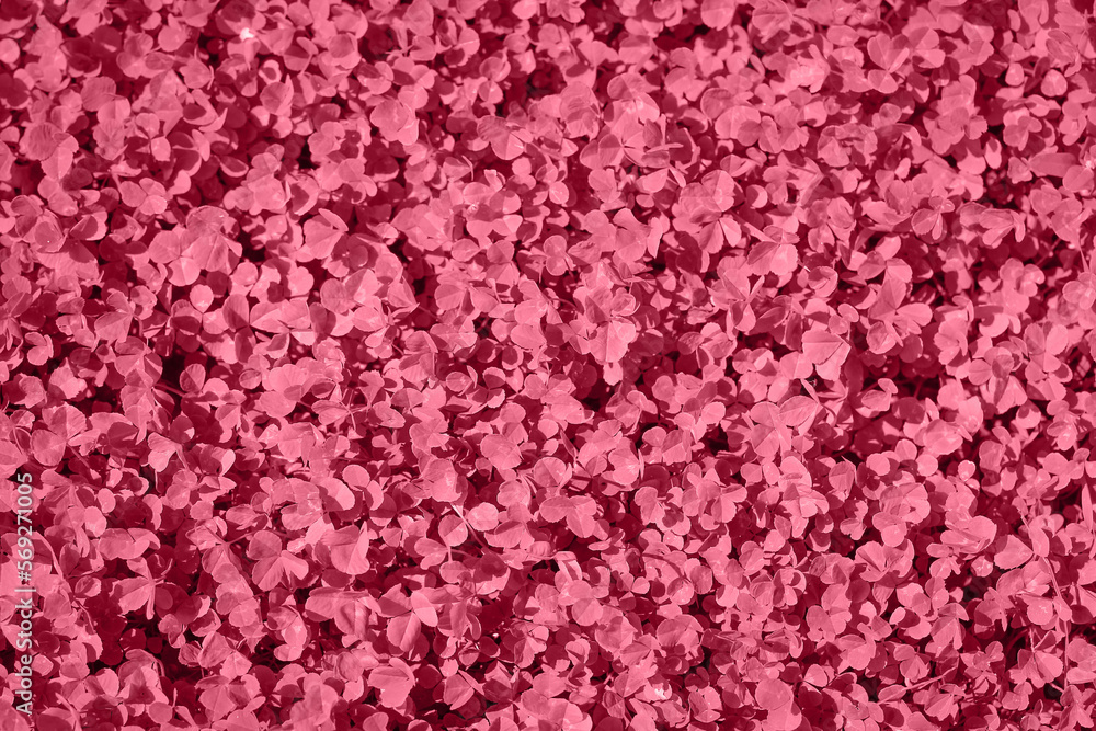 Color of the Year 2023 Viva Magenta palette poster. Patch of clover ...