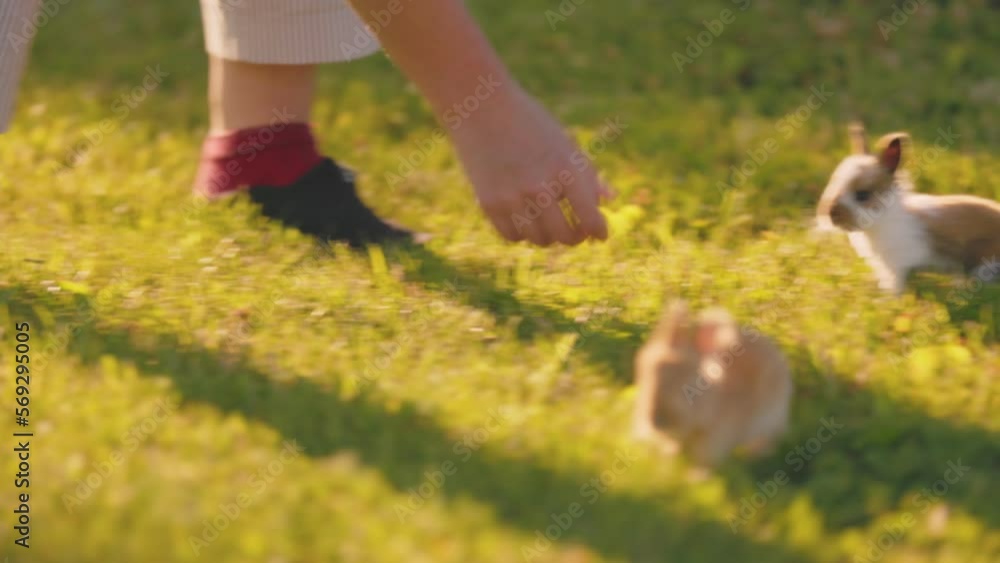 little rabbits run on the green lawn Stock Video | Adobe Stock