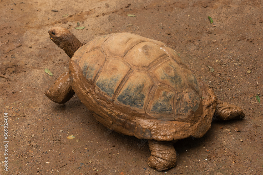 Ground turtles and dry leaves on brown rainforest area Stock Photo ...