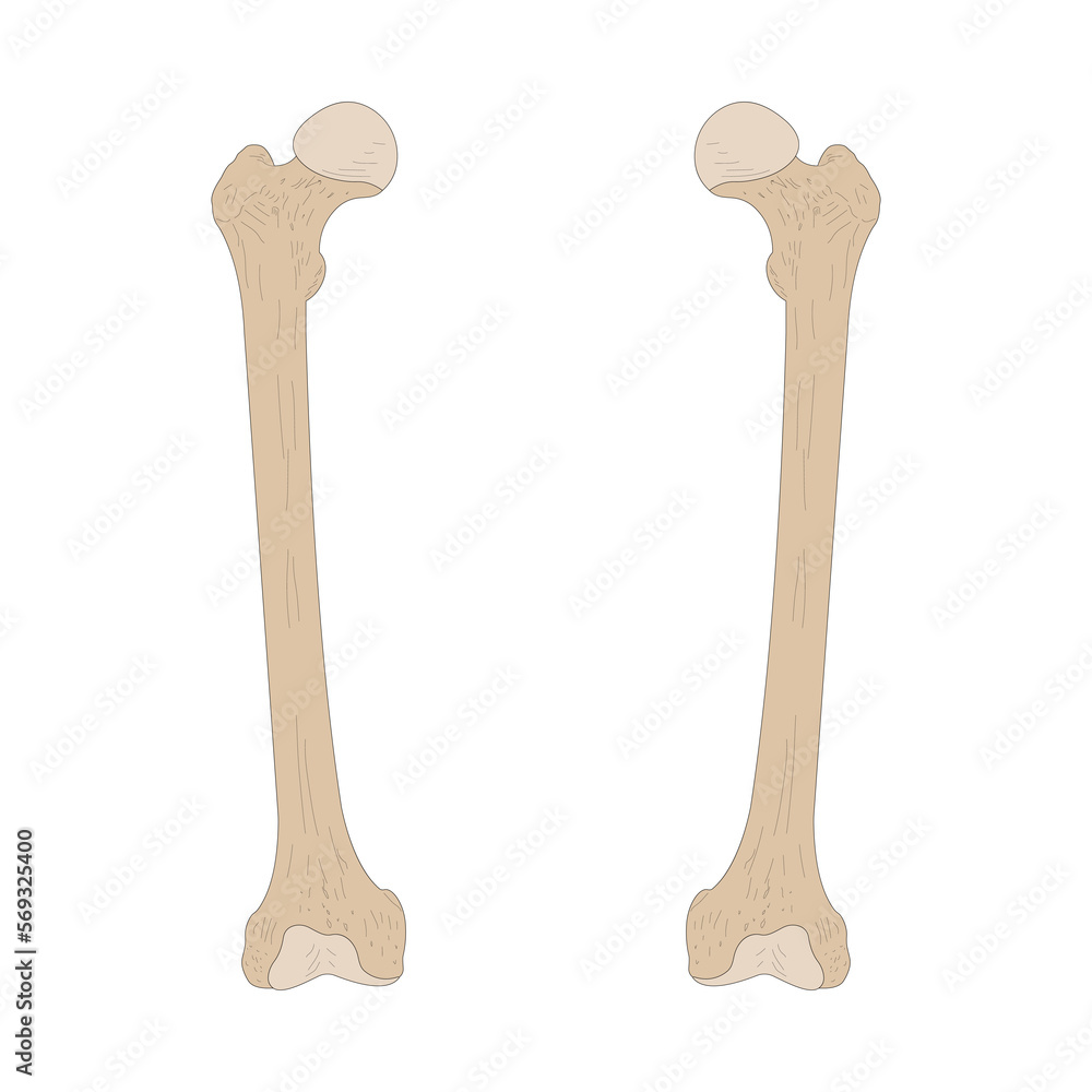 Bones of the human skeleton. Right Femur and Left Femur. Anterior ...