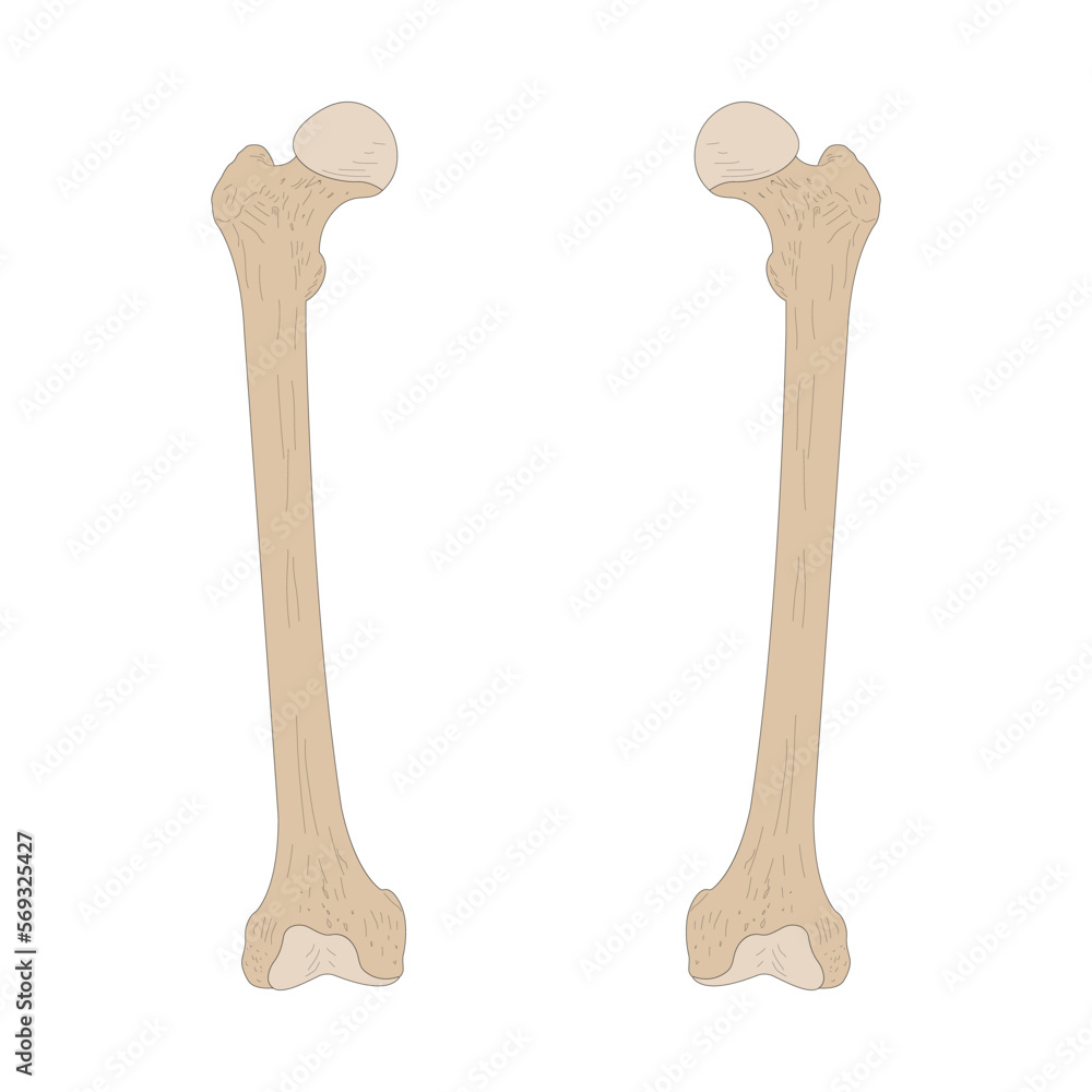Bones of the human skeleton. Right Femur and Left Femur. Anterior ...
