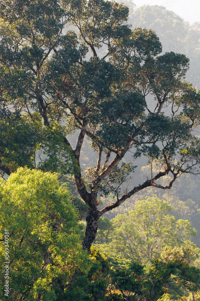 Green forest in kerala, india, Sustainability concept, big trees ...