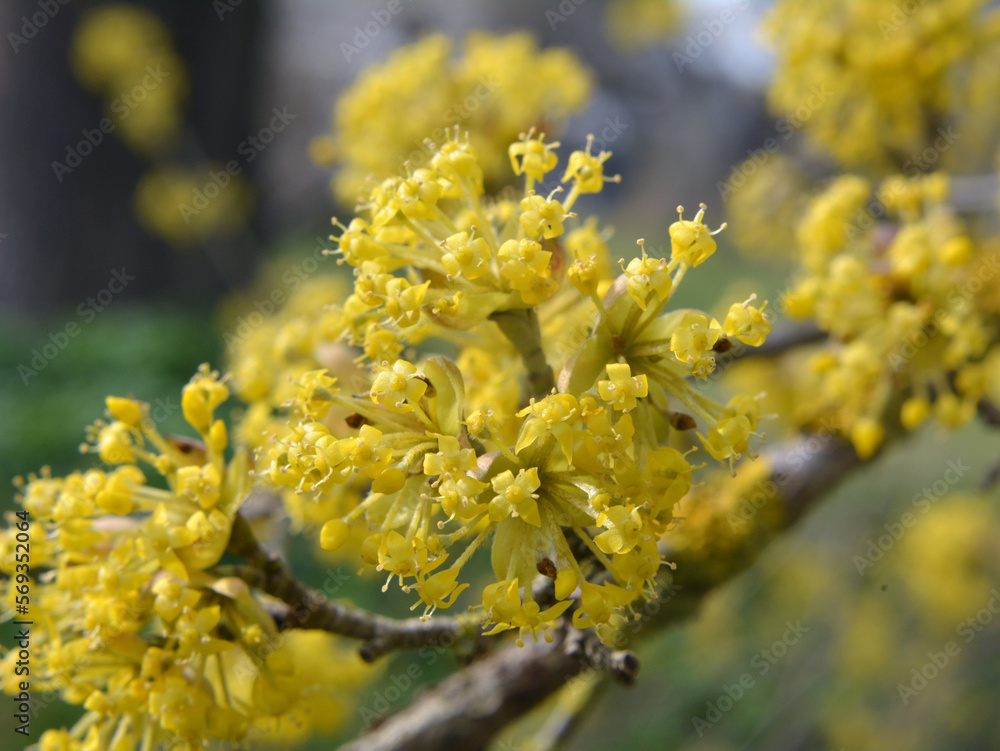 In nature, cornel is real (Cornus mas) blooms Stock Photo | Adobe Stock