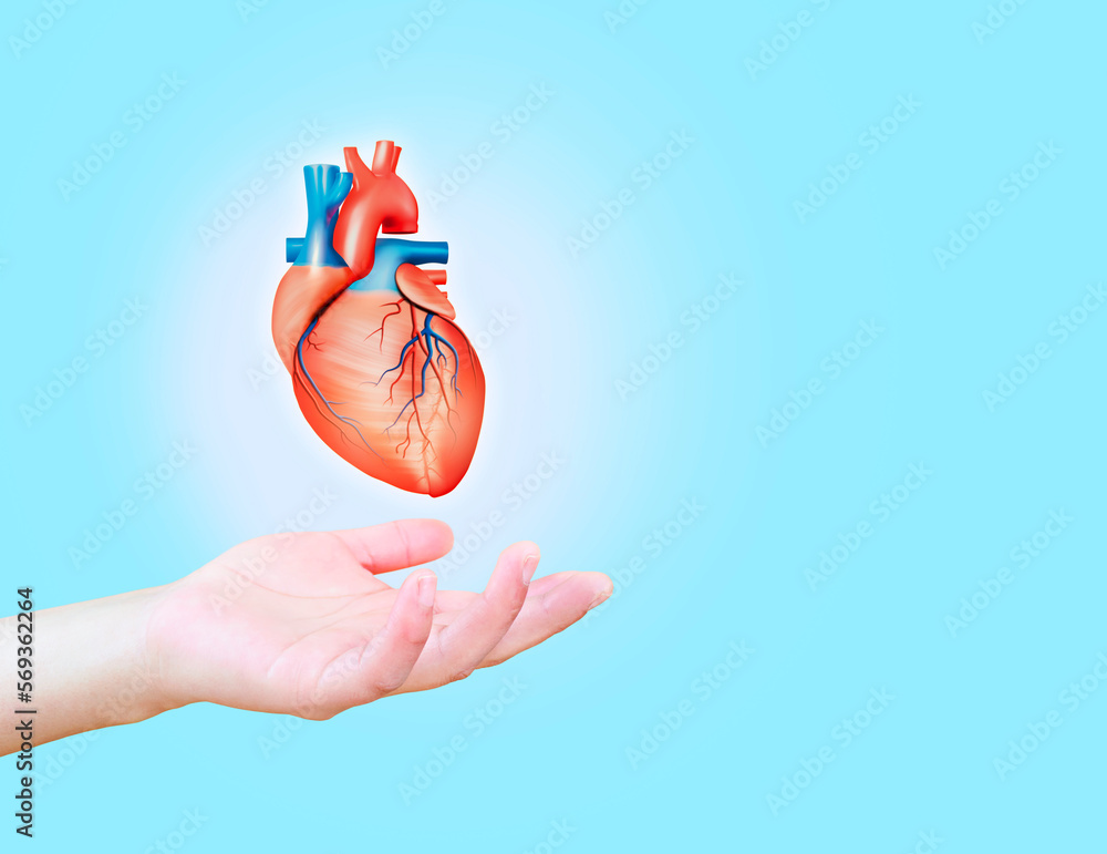 Heart attack, human heart isolated on light blue background. cardiology ...