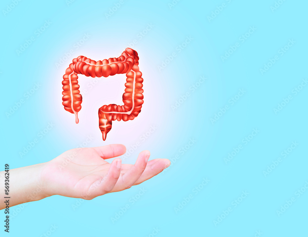 Isolated large intestine. Doctor's hand on light blue background. Colon ...