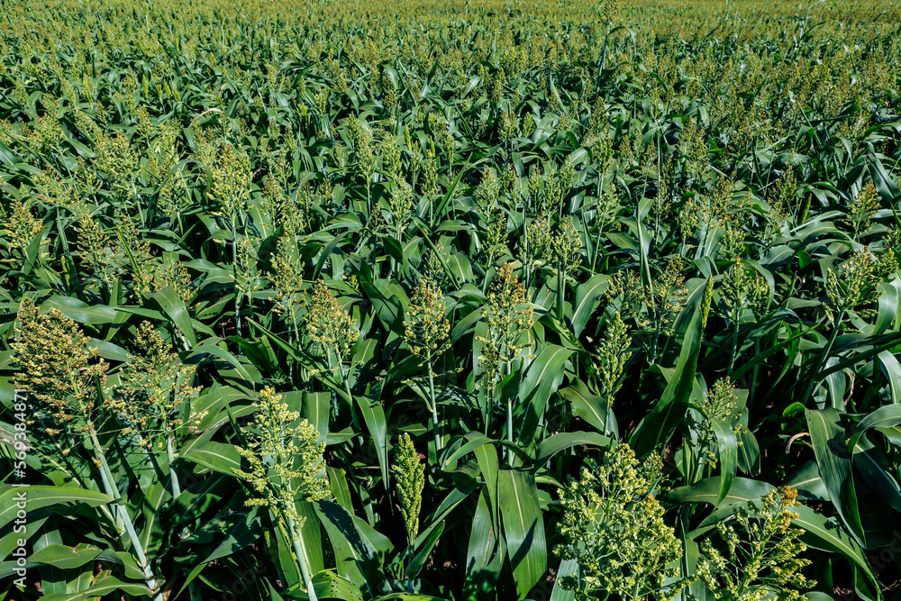 Fodder sorghum plantation in countryside of Sao Paulo state, Brazil ...