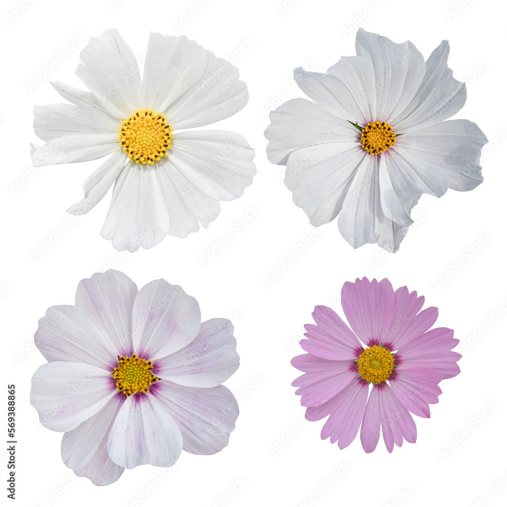 Cosmos flower isolated on transparent background PNG file. Stock Photo ...