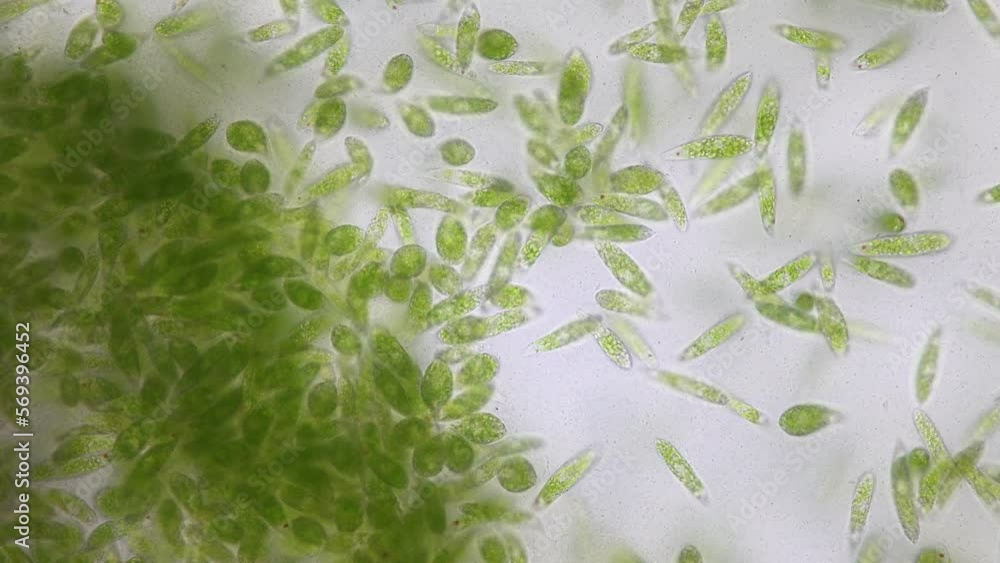 Euglena is a genus of single cell flagellate eukaryotes under ...