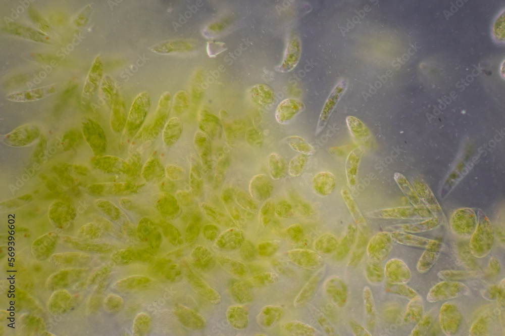 Euglena is a genus of single cell flagellate eukaryotes under ...