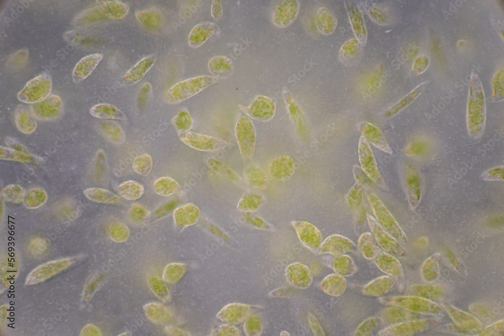 Euglena is a genus of single cell flagellate eukaryotes under ...
