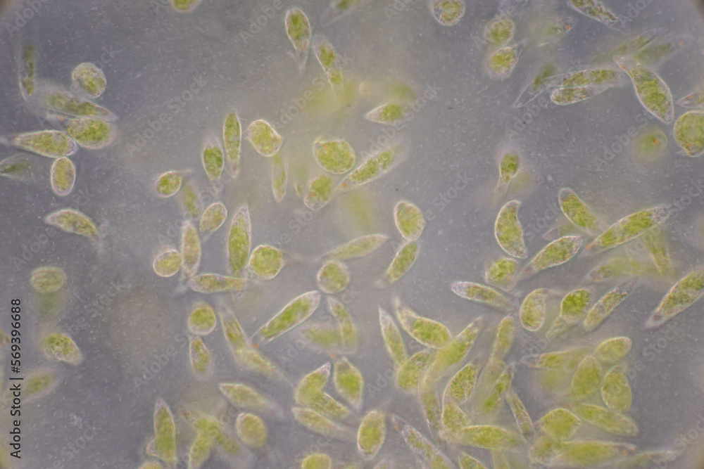 Euglena Cell Microscope