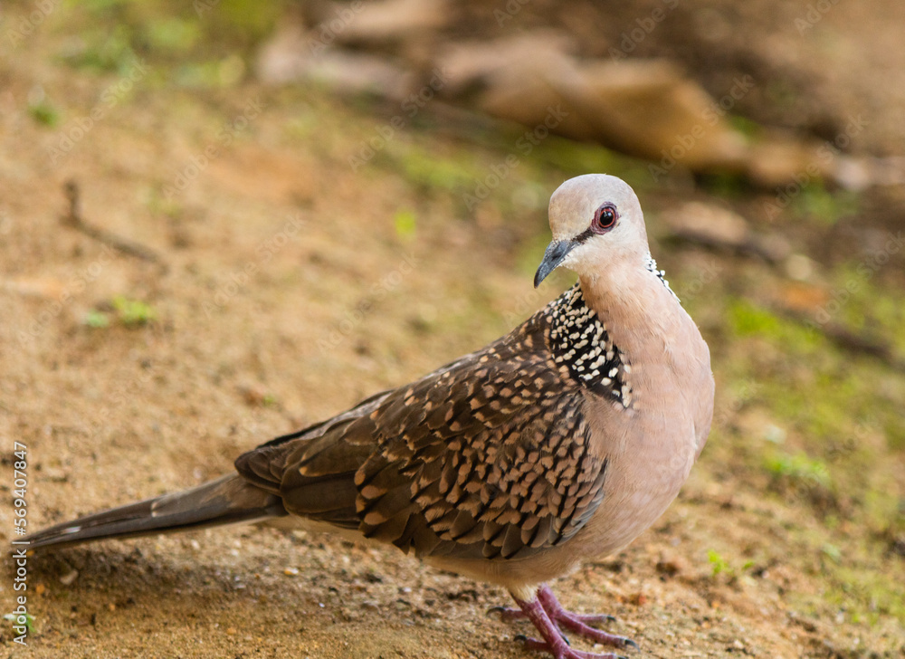 The spotted dove (Spilopelia chinensis) is a small and somewhat long ...