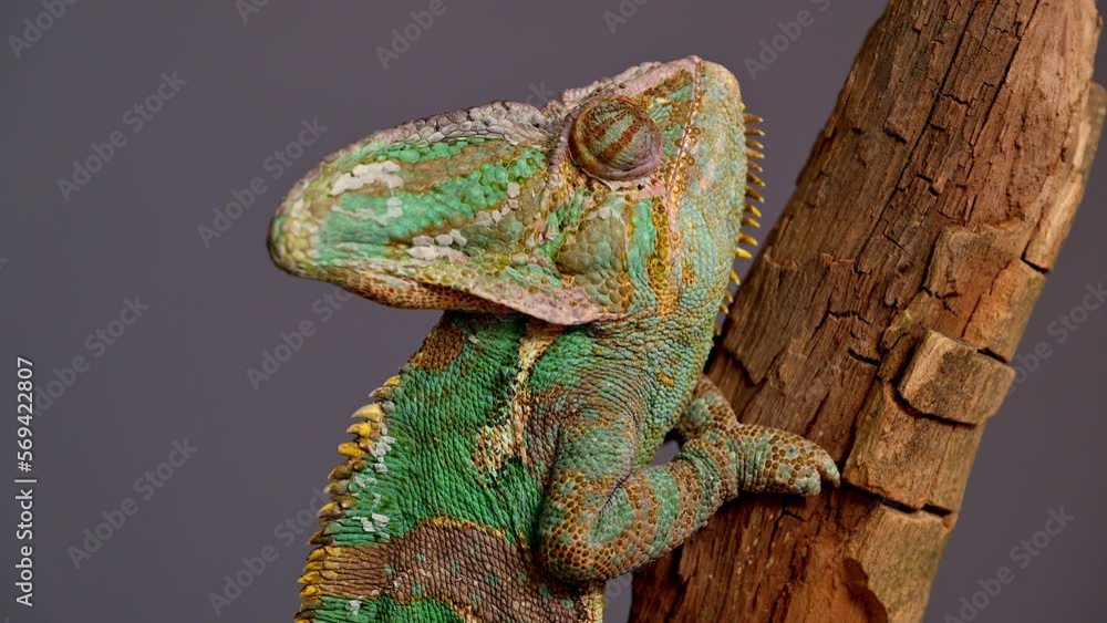 Veiled Chameleon, Chamaeleo calyptratus, sits on branch and look in ...