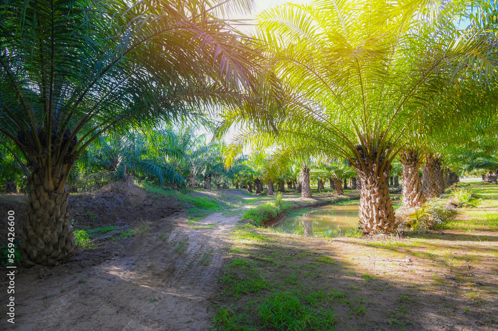 Palm tree in the palm garden with beautiful palm leaves nature and ...