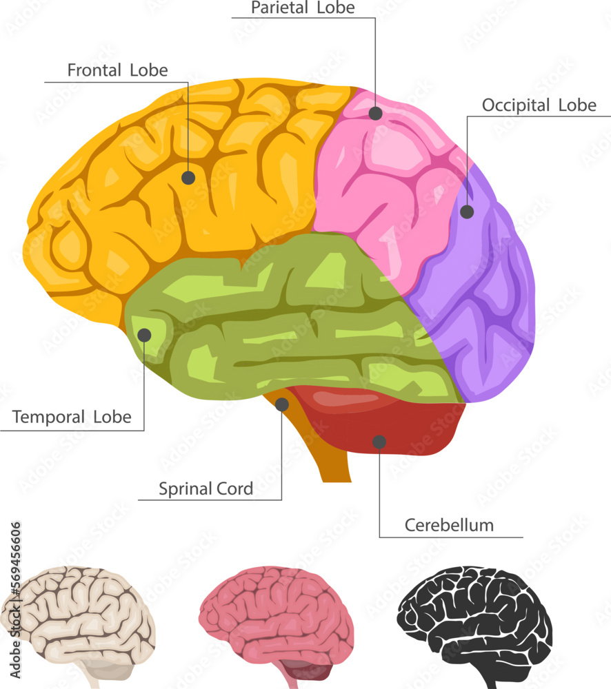 Brain. realistic brain isolated on white background. Vector, cartoon ...