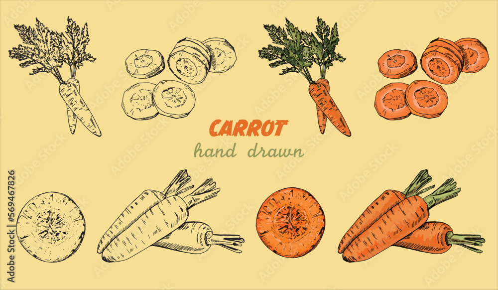 Vector set of handdrawn carrot, Vintage style carrot drawing vector set ...