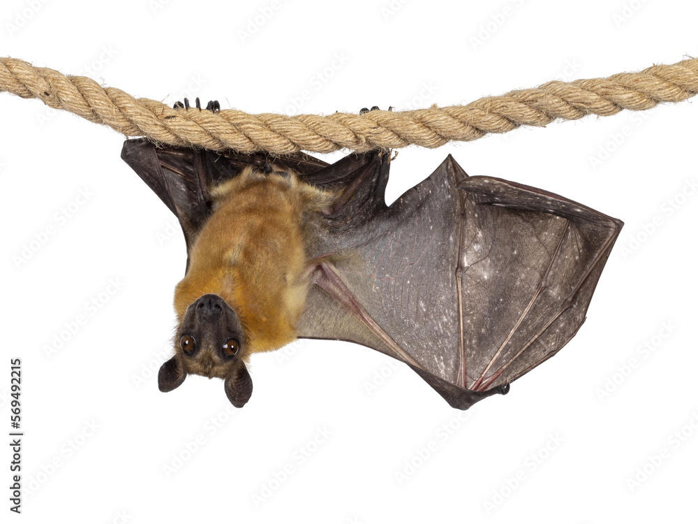 Young adult flying fox, fruit bat aka Megabat, hanging on sisal rope ...