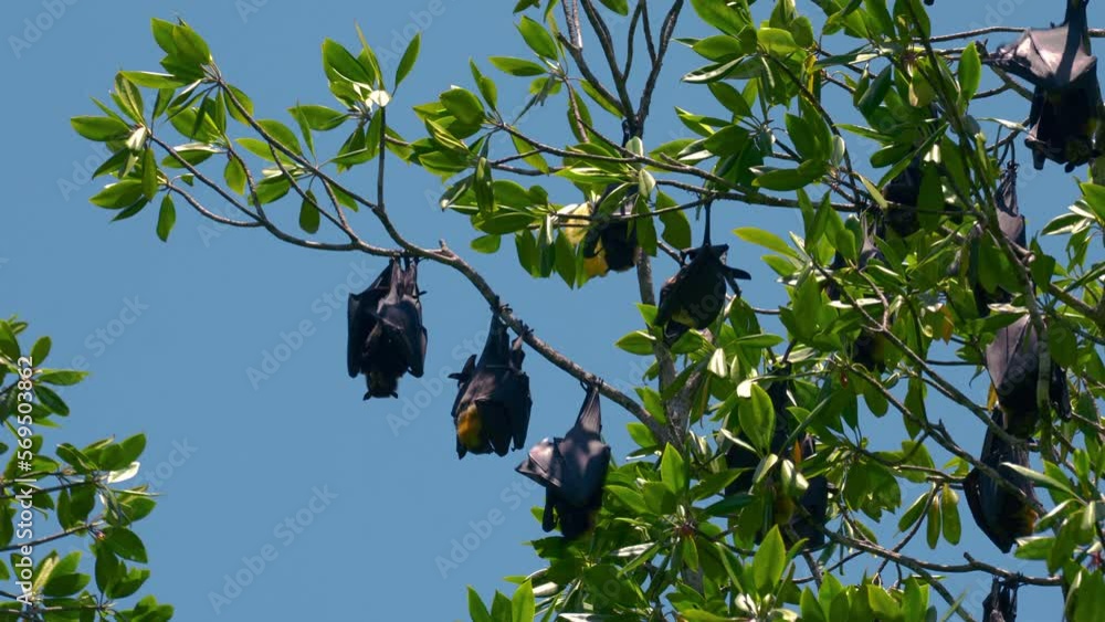 Flying foxes, megabat, fruit bat sleeping on a tree hanging upside down ...