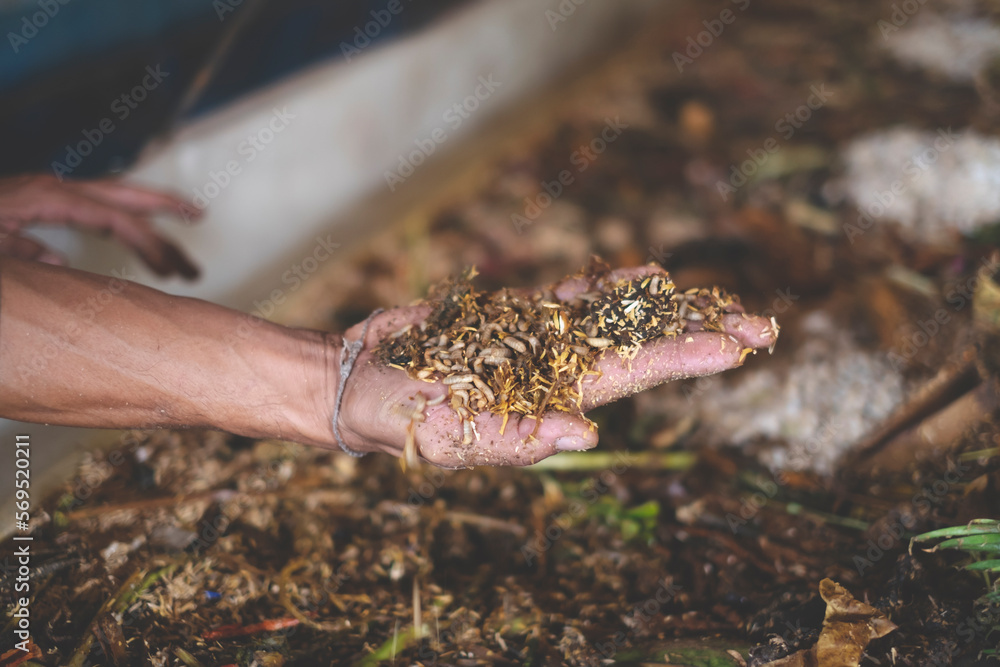 Poster Hand showing worms or Black soldier fly larvae worms – Wall Art ...