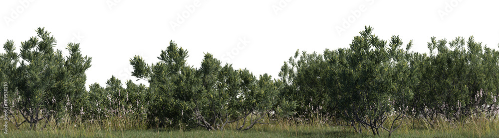 Evergreen Tree and grass field in nature, Trees on garden in summer ...
