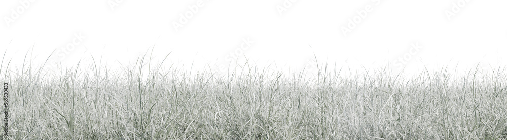 Snow grass field in nature, meadow in winter, Tropical forest isolated ...