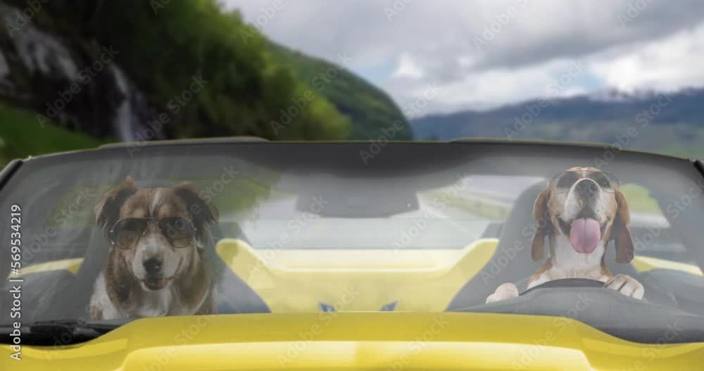 Two funny dogs driving fast in a yellow Corvette on a mountain road ...