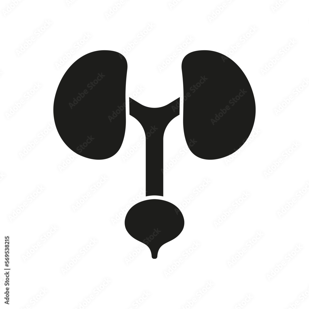 Anatomical Healthy Internal Organs. Human Urinary System Silhouette ...