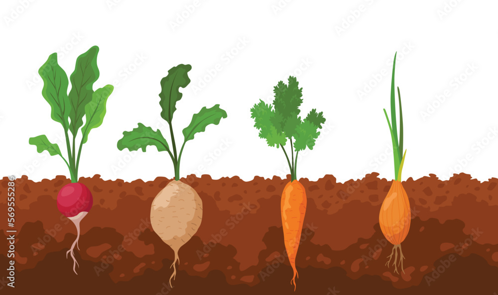 Collection of growing vegetables. Plants showing root structure ...