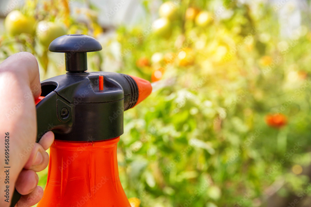Spraying a tomato with a solution against diseases and phytophthora ...