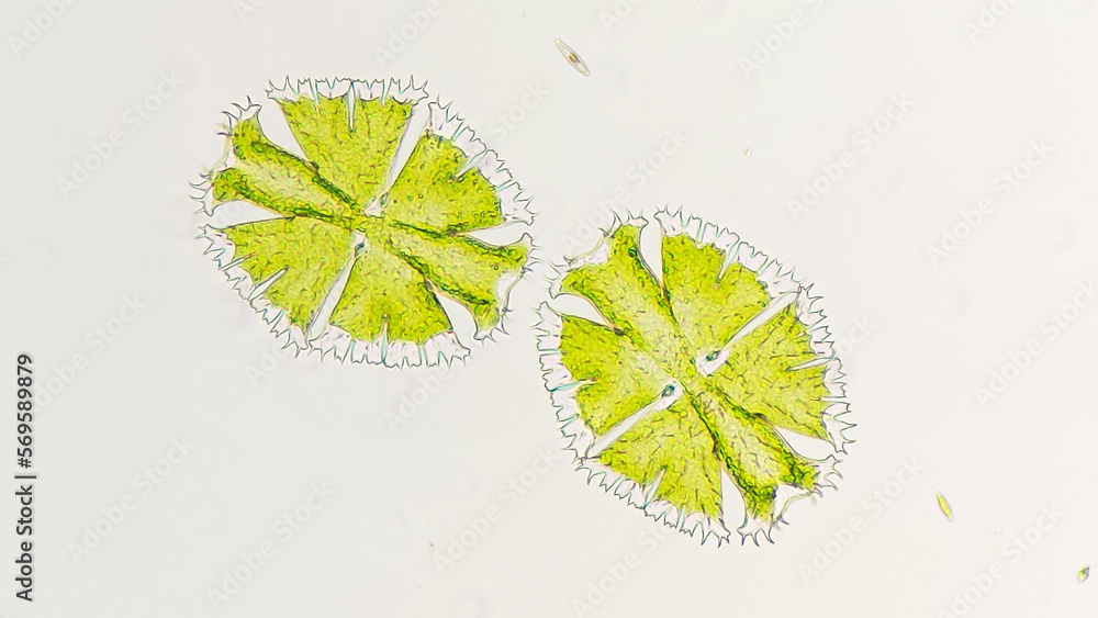Freshwater microalgae from desmid group, Micrasterias apiculata ...