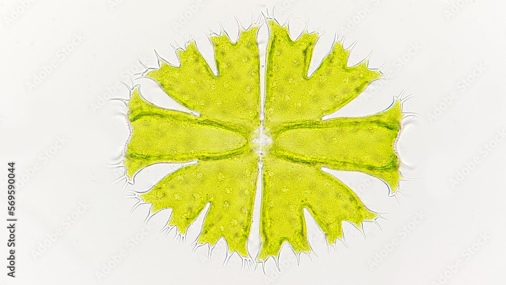 Freshwater microalgae from desmid group, Micrasterias apiculata ...