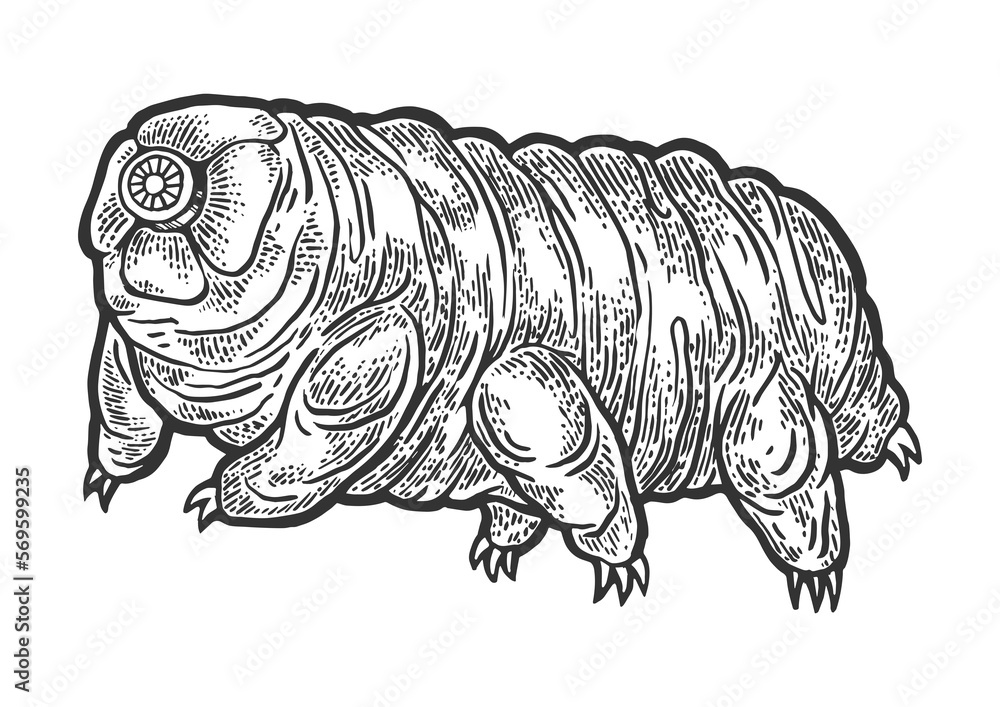 Tardigrade water bear sketch engraving PNG illustration with ...