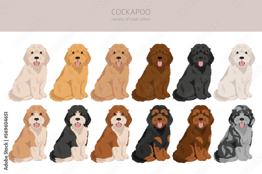 Cockapoo mix breed clipart. Different poses, coat colors set Stock ...