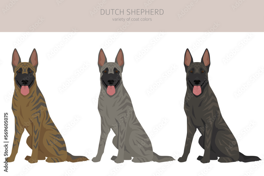 Vetor de Dutch shepherd clipart. Different poses, coat colors set do ...