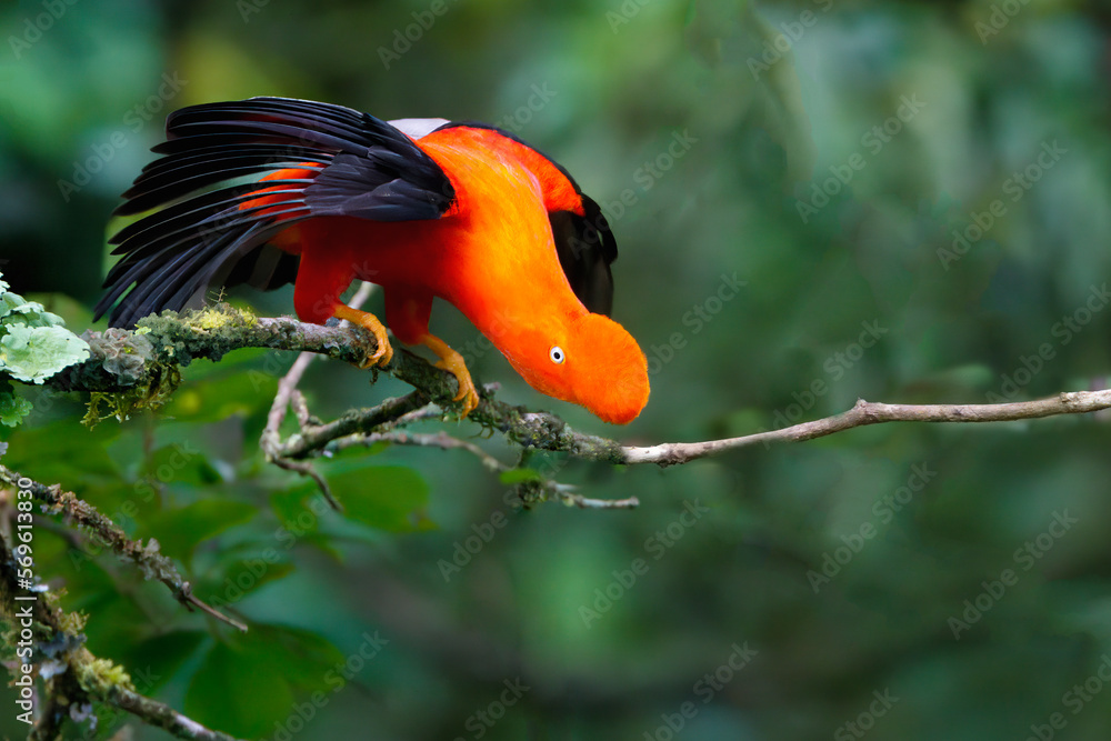 Male Andean cock-of-the-rock (Rupicola peruviana), Manu National Park ...