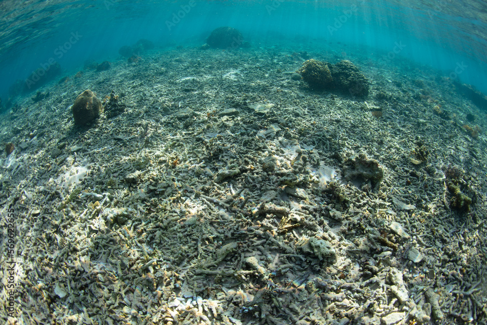 Wave energy from a major storm destroyed a shallow coral reef in Komodo ...