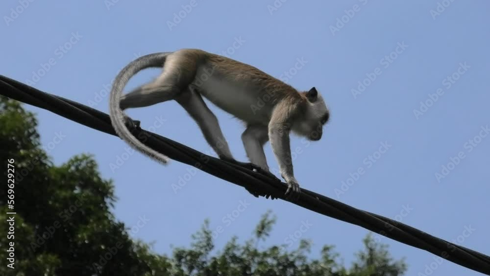 Wideo Stock: Long-tailed macaque having fun running on light pole wire ...