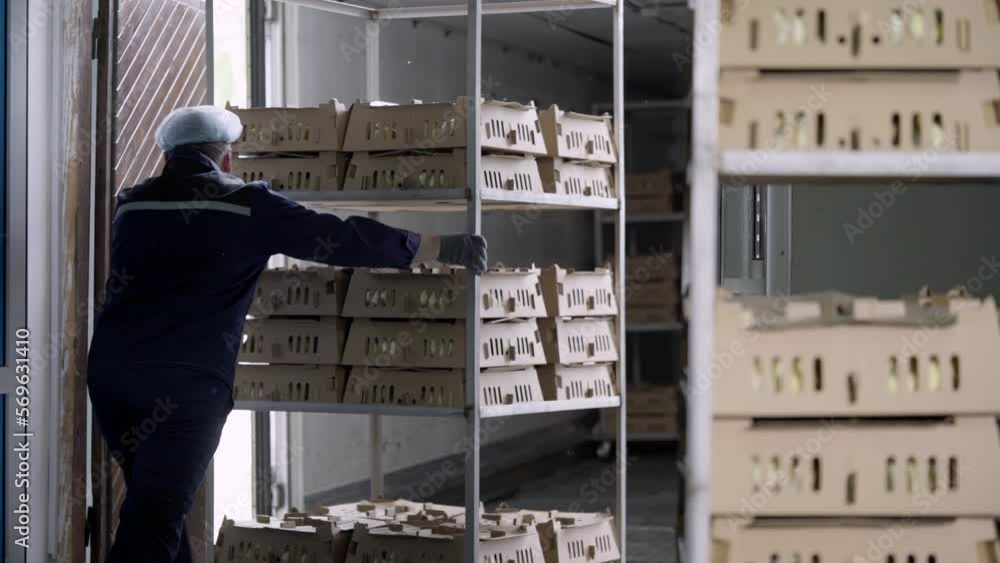 Poultry Factory Labourer loading truck with multiple metal carts ...