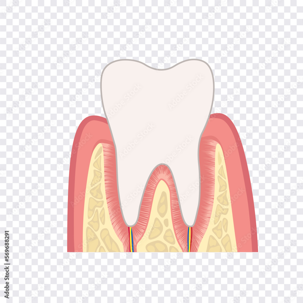 Tooth structure. Anatomy of teeth. Dental medical illustration. Stock ...