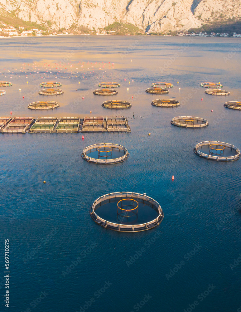 Aerial drone top view of sea fish farm cages and fishing nets, farming ...