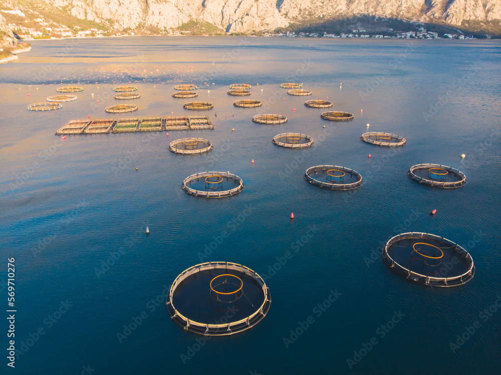 Aerial drone top view of sea fish farm cages and fishing nets, farming ...